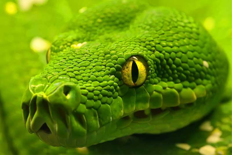 10 Non-Venomous Snakes - Depth World