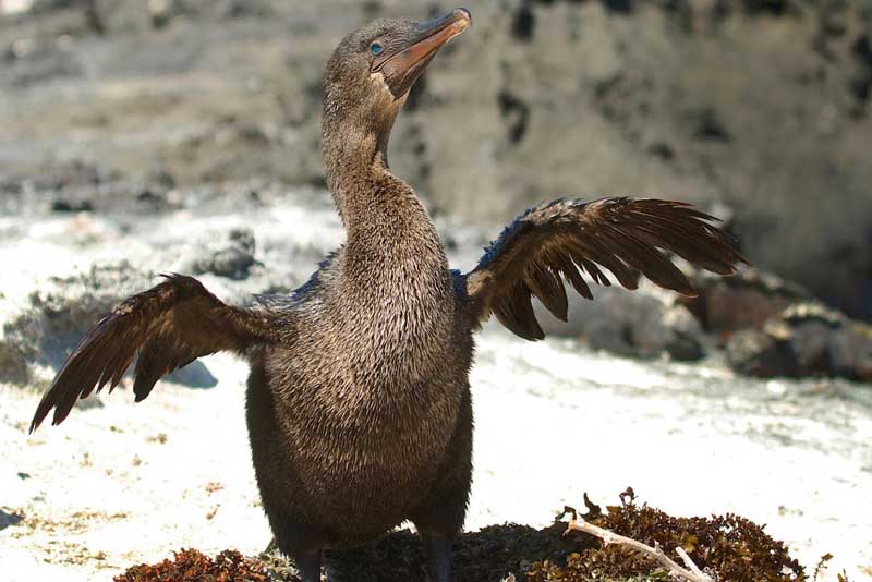 Top 10 Endemic Animals of Galapagos Islands - Depth World