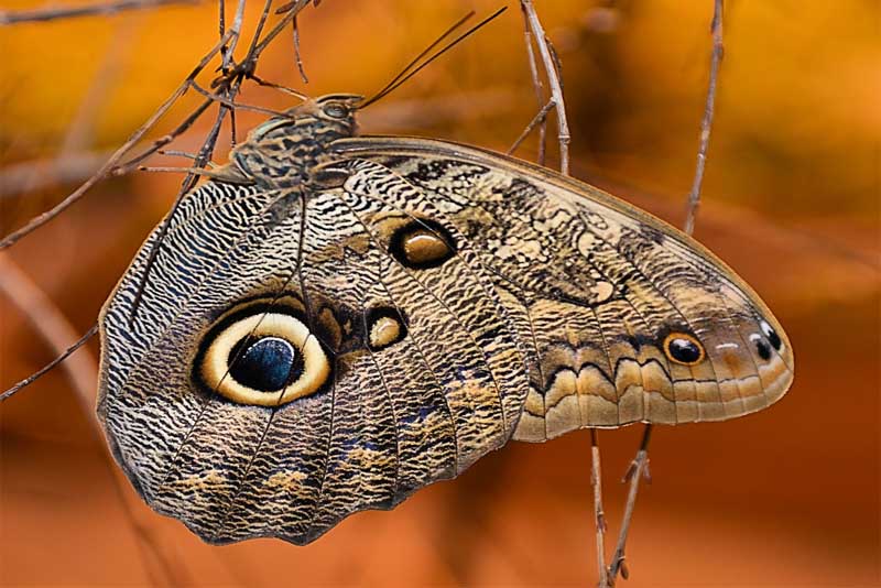Top 10 Beautiful Butterflies in the World - Depth World