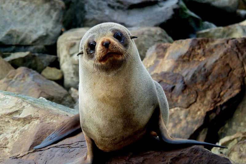 Top 10 Endemic Animals of Galapagos Islands - Depth World