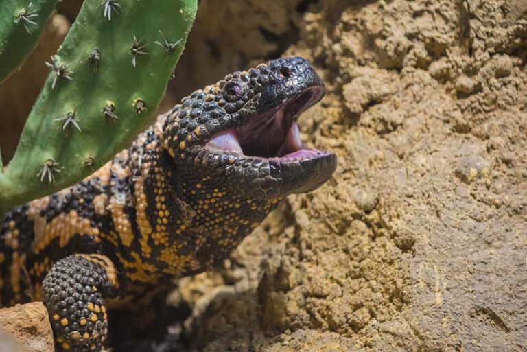 Top 10 Slowest Animals on Earth - Depth World