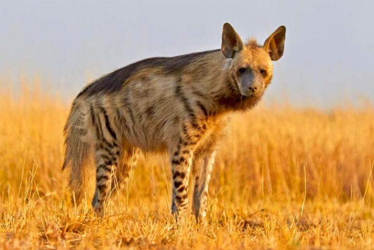 Top 10 Sharpest Animal Thieves - Depth World