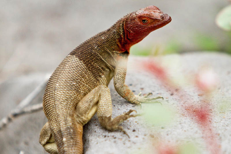 Top 10 Endemic Animals of Galapagos Islands - Depth World