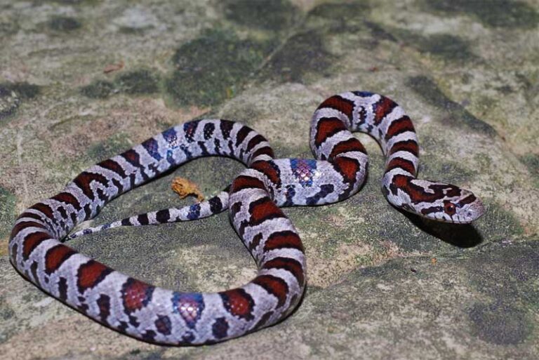 10 Non-Venomous Snakes - Depth World