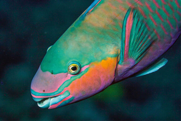 Top 10 Colorful Ocean Creatures - Depth World