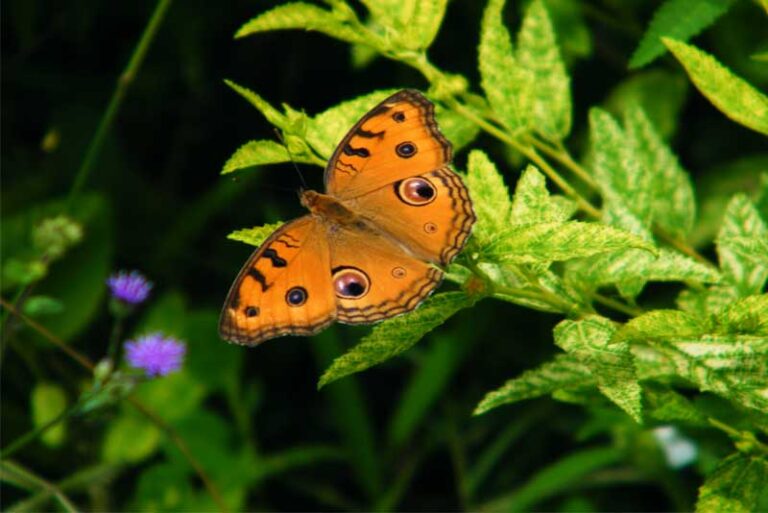 Top 10 Beautiful Butterflies in the World - Depth World