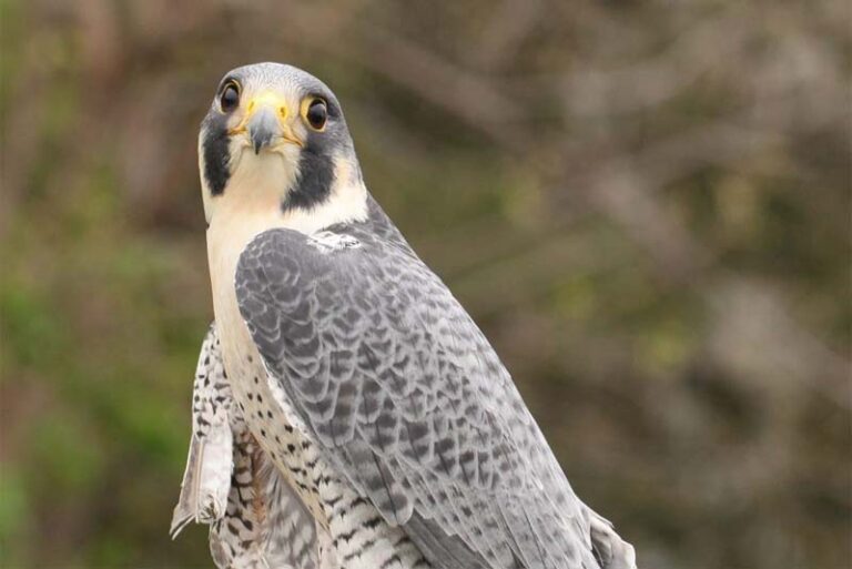 Top 10 Best Arctic Birds - Depth World