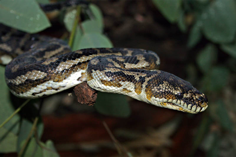 10 Non-Venomous Snakes - Depth World