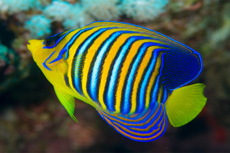 Top 10 Colorful Ocean Creatures - Depth World