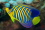 Top 10 Colorful Ocean Creatures - Depth World