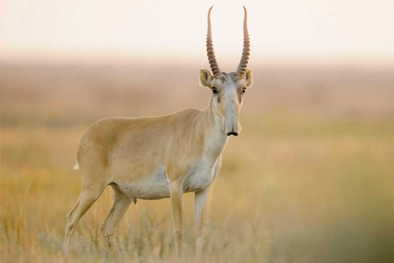 10 Amazing Horns in the Animal Kingdom - Depth World