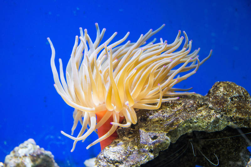 Top 10 Colorful Ocean Creatures - Depth World