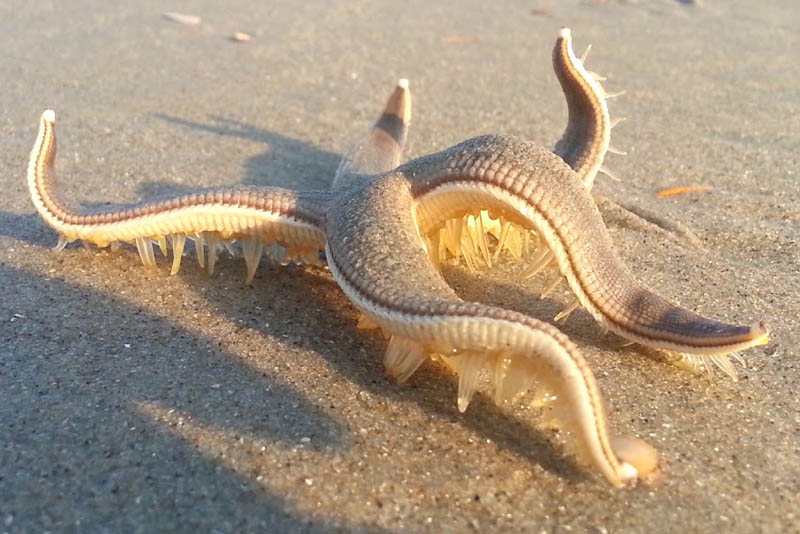 Top 10 Colorful Ocean Creatures - Depth World