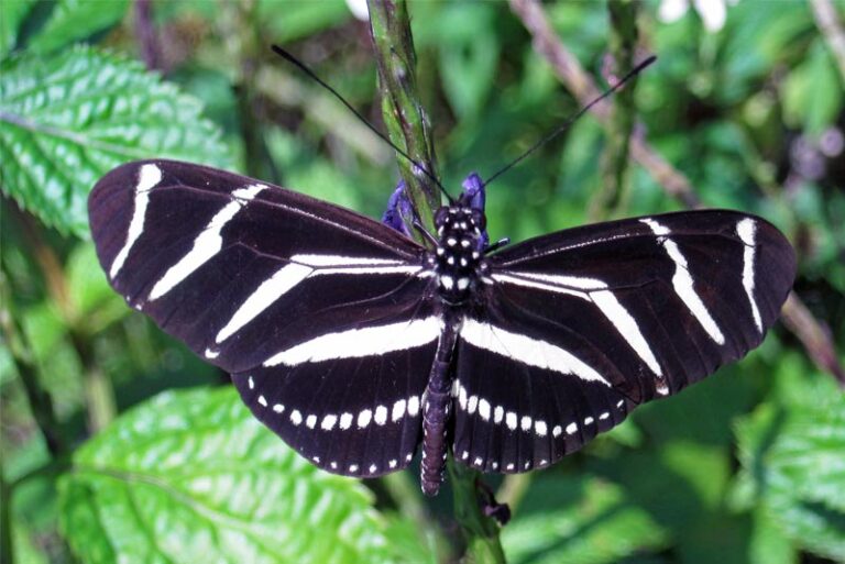 Top 10 Beautiful Butterflies in the World - Depth World