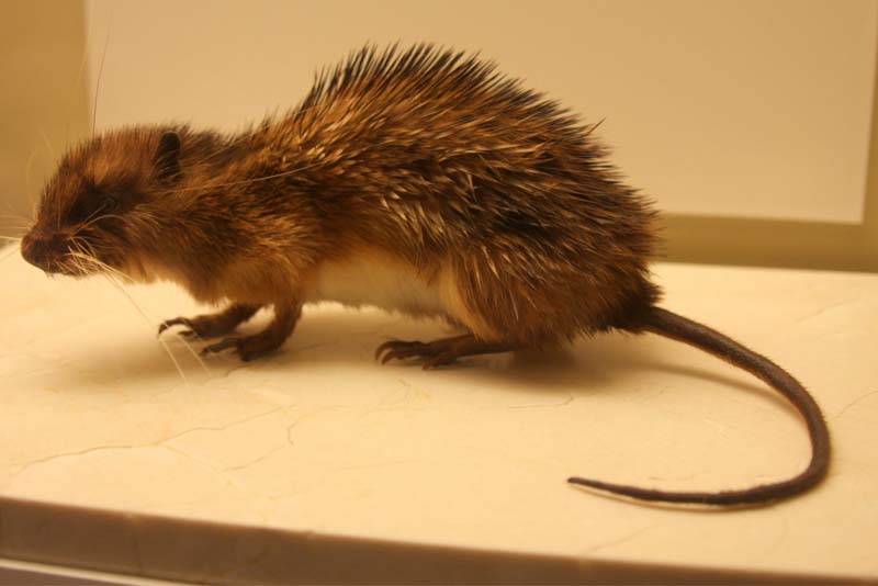 20 Most Amazing Animals with Spikes - Depth World