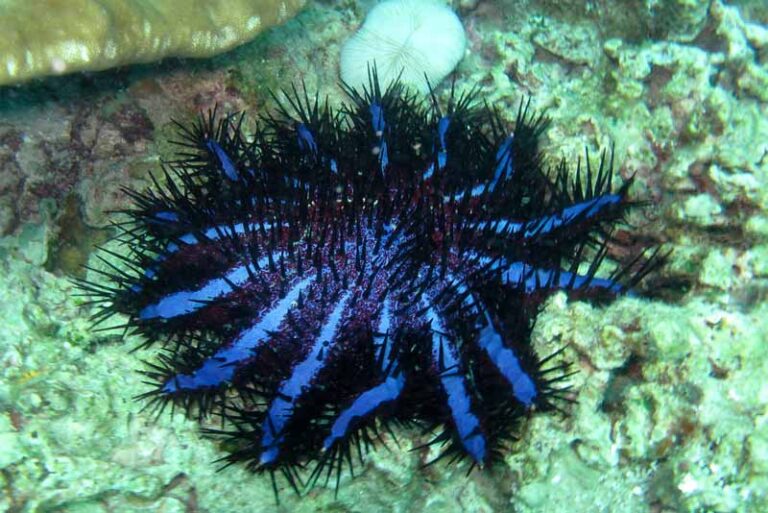 20 Most Amazing Animals with Spikes - Depth World