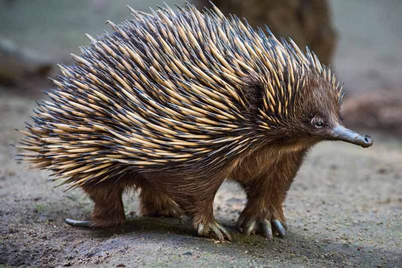 20 Most Amazing Animals with Spikes - Depth World