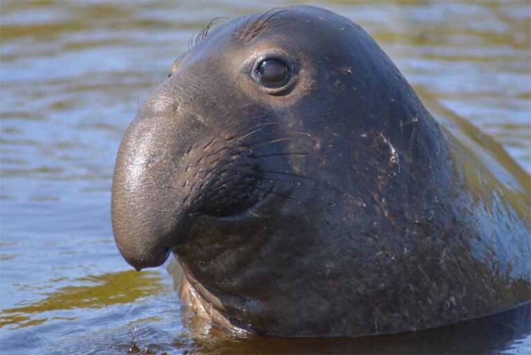 10 Fantastic Animals with weird looking nose - Depth World