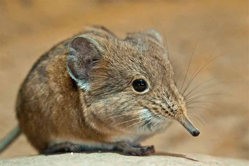 10 Fantastic Animals with weird looking nose - Depth World