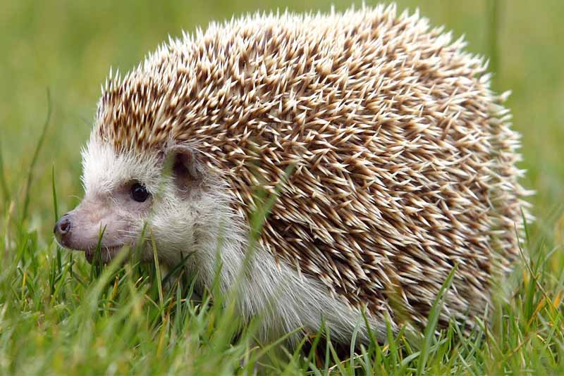 20 Most Amazing Animals with Spikes - Depth World