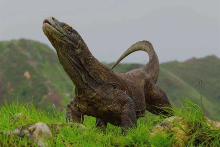 10 largest lizards living in the world - Depth World