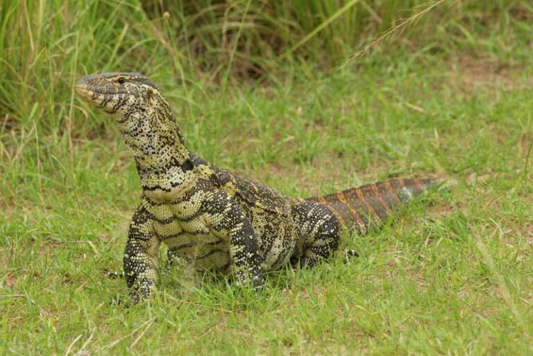 10 largest lizards living in the world - Depth World