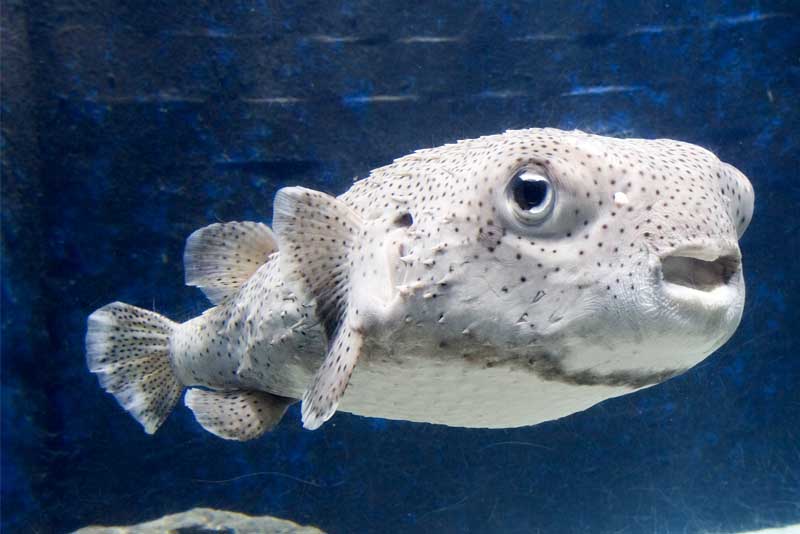 20 Most Amazing Animals with Spikes - Depth World