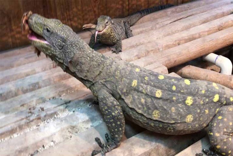 10 largest lizards living in the world - Depth World
