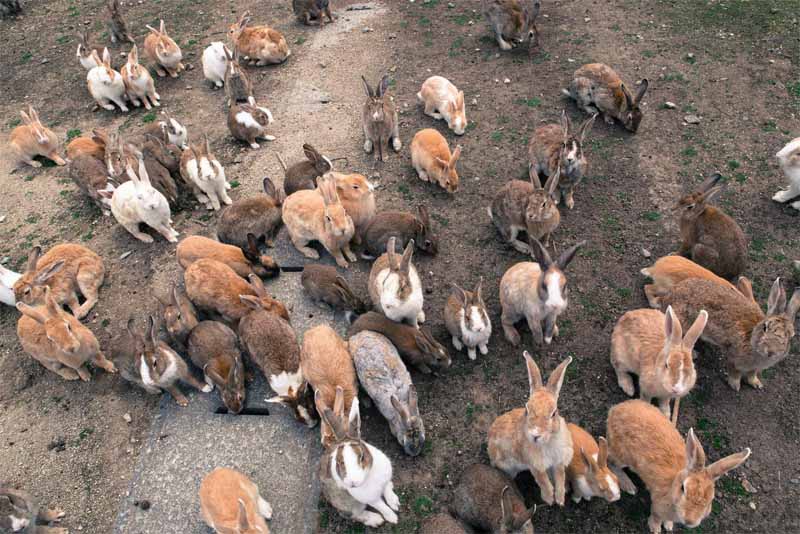 Top 20 interesting facts about Rabbit - Depth World