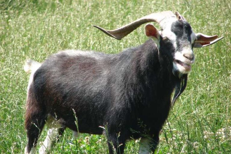 8 Most Dangerous Goat Breeds - Depth World