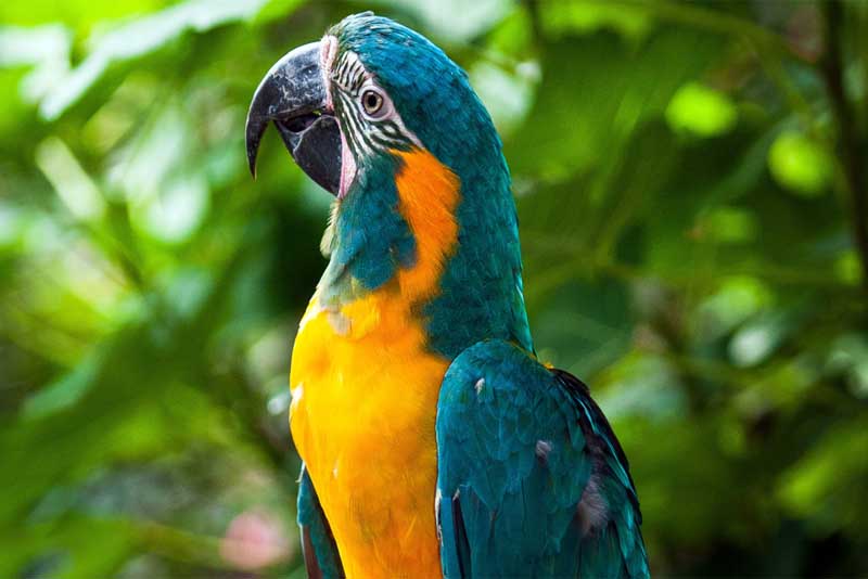 5 Most Popular Different Parrot Species - Depth World