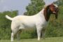 8 Most Dangerous Goat Breeds - Depth World