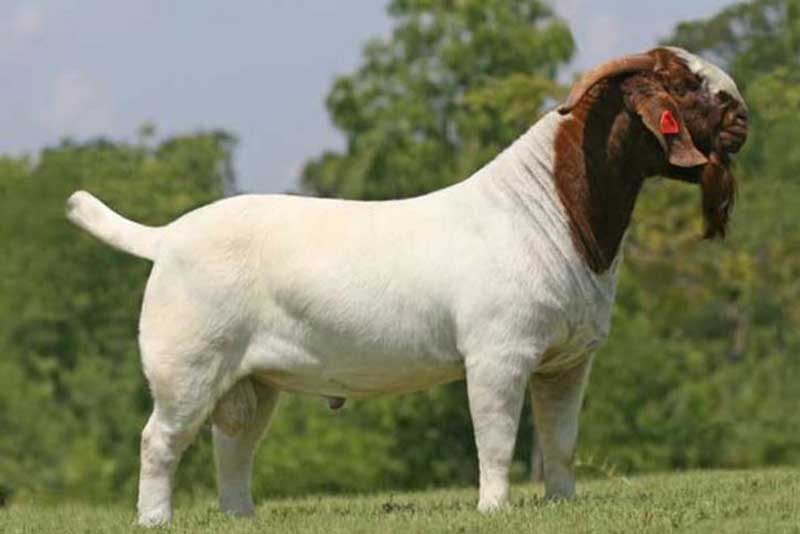 8 Most Dangerous Goat Breeds - Depth World