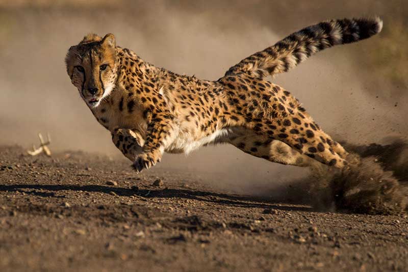 10 Surprising Facts About Animal Hearts - Depth World