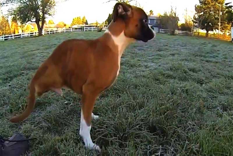 10 Weirdest Pets in the world - Depth World