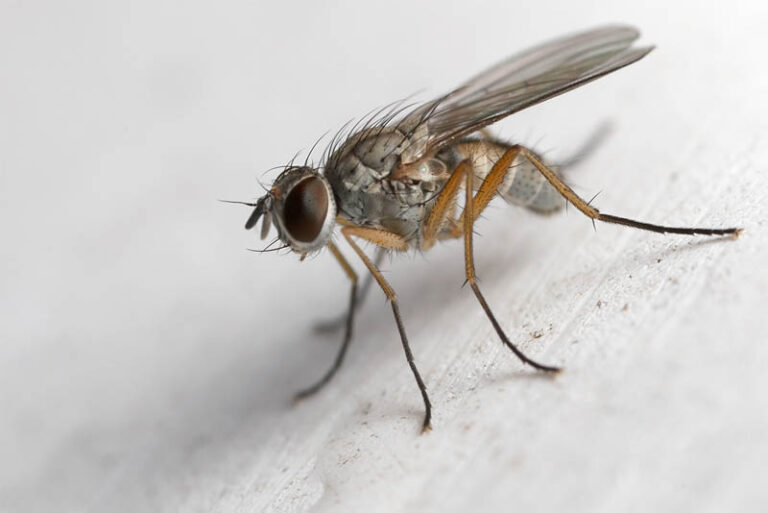 10 Surprising Facts About Animal Hearts - Depth World