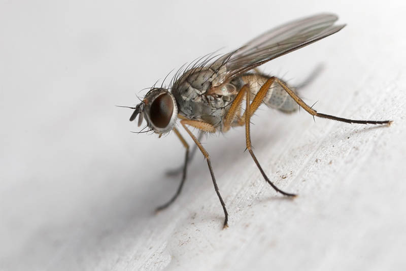 10 Surprising Facts About Animal Hearts - Depth World