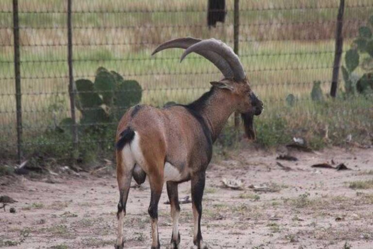 8 Most Dangerous Goat Breeds - Depth World