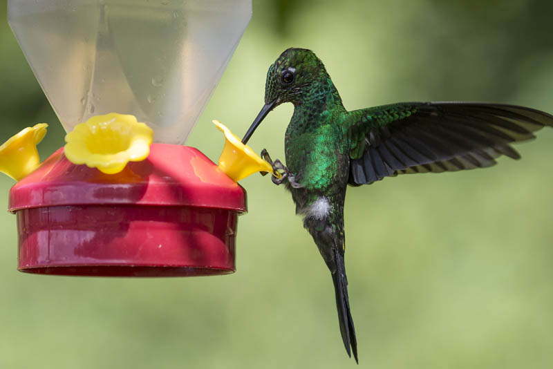 10 Surprising Facts About Animal Hearts - Depth World