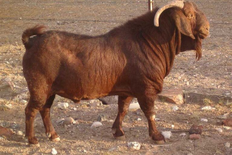 8 Most Dangerous Goat Breeds - Depth World