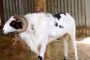 8 Most Dangerous Goat Breeds - Depth World