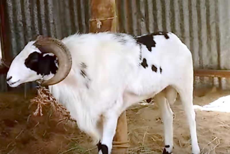 8 Most Dangerous Goat Breeds - Depth World