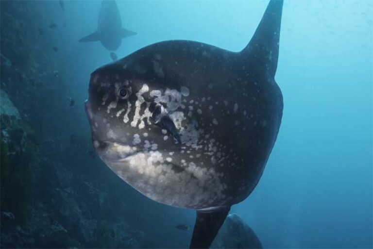 Largest Fish - Incredible Under Water Creature - Depth World