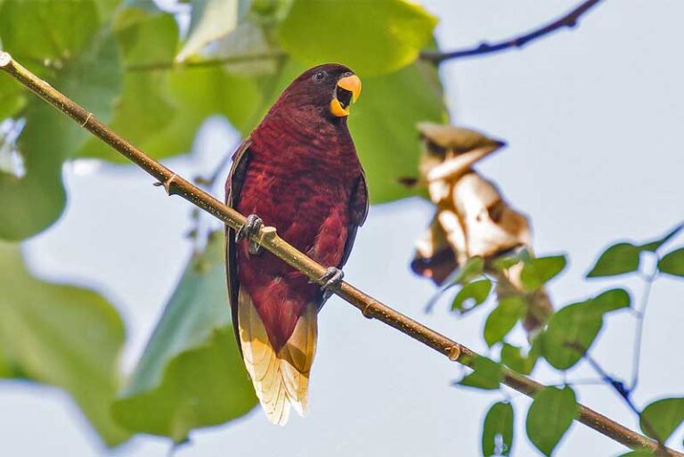 5 Most Popular Different Parrot Species - Depth World