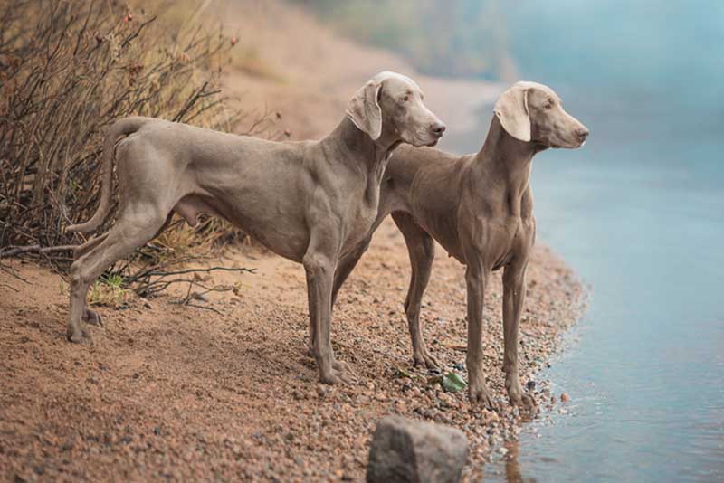 10 Best Hunting Dog Breeds in the World - Depthworld