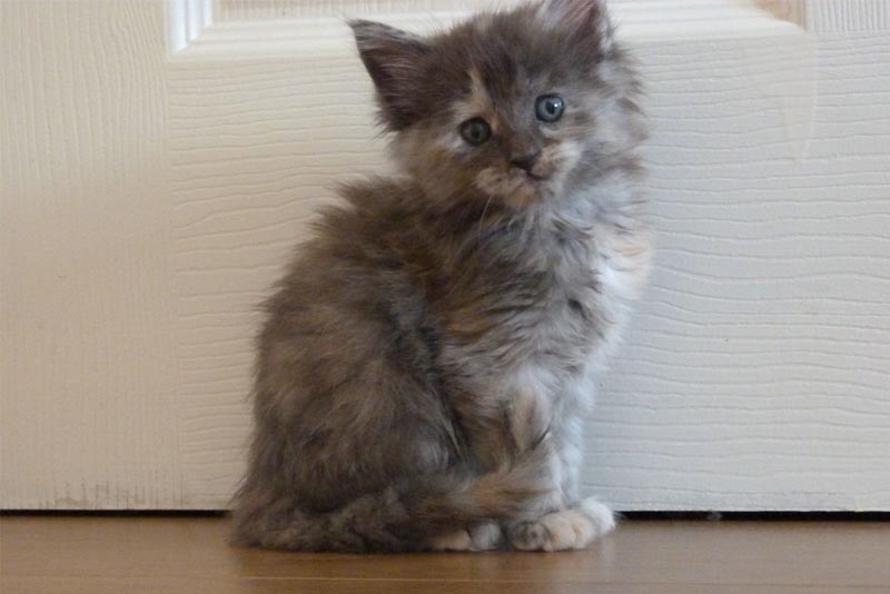 Top 10 White Cat Breeds - Depth World