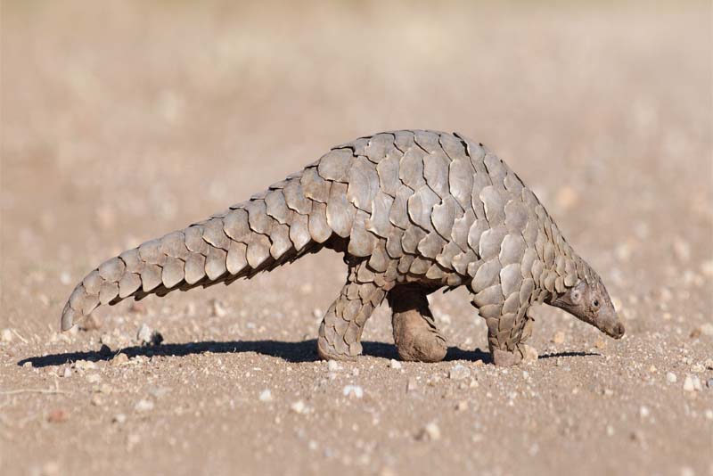 25 Unique animals with interesting facts - Depth World