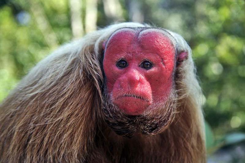 Top 20 Weirdest Looking Monkeys - Depth World