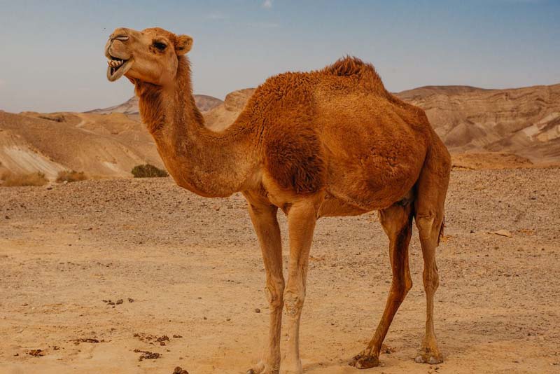 Top 10 Most Amazing Animals in the world - Depth World