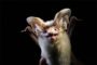 Top Beautiful Bat Species - Depth World